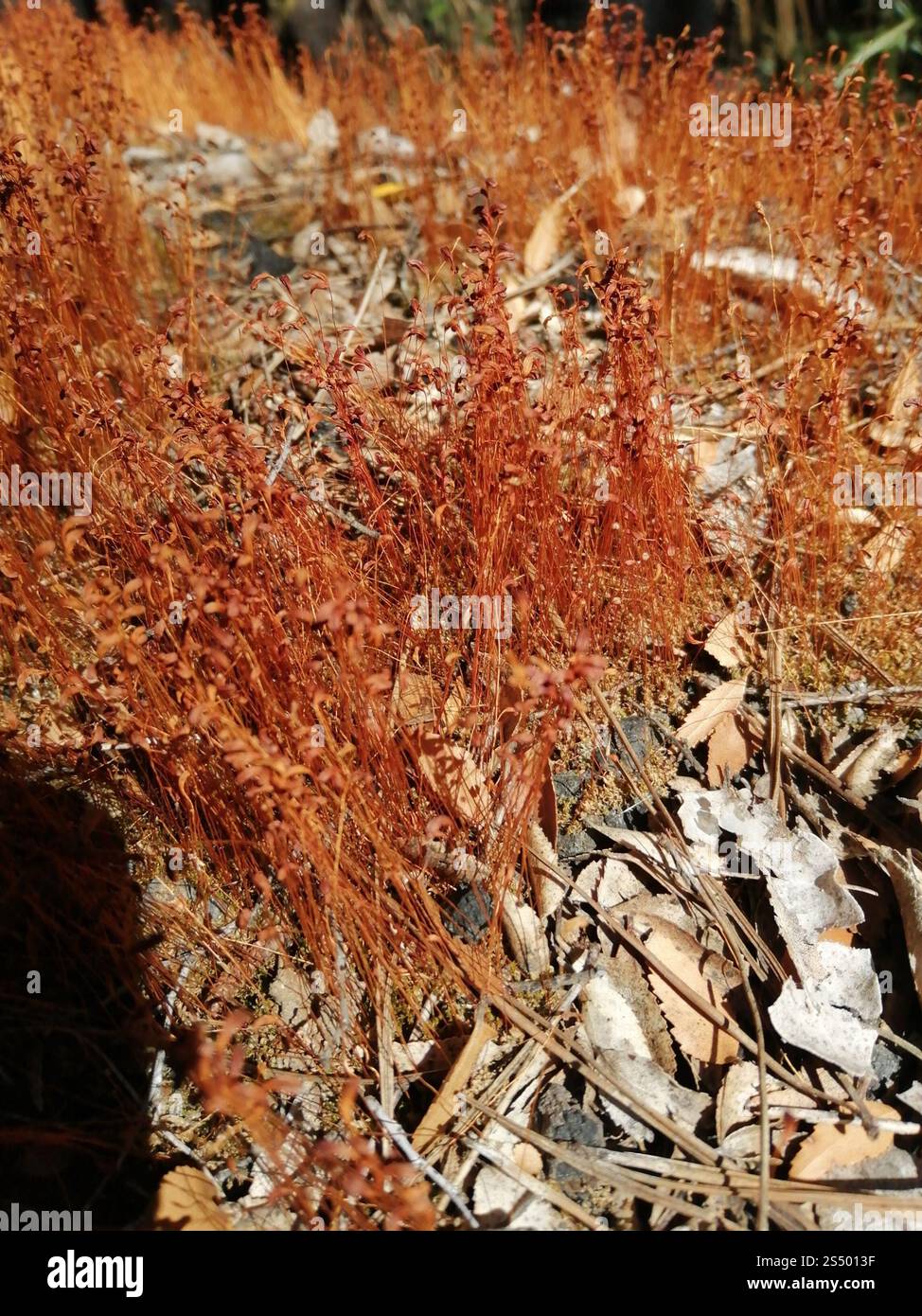 Funaria hi-res stock photography and images - Alamy