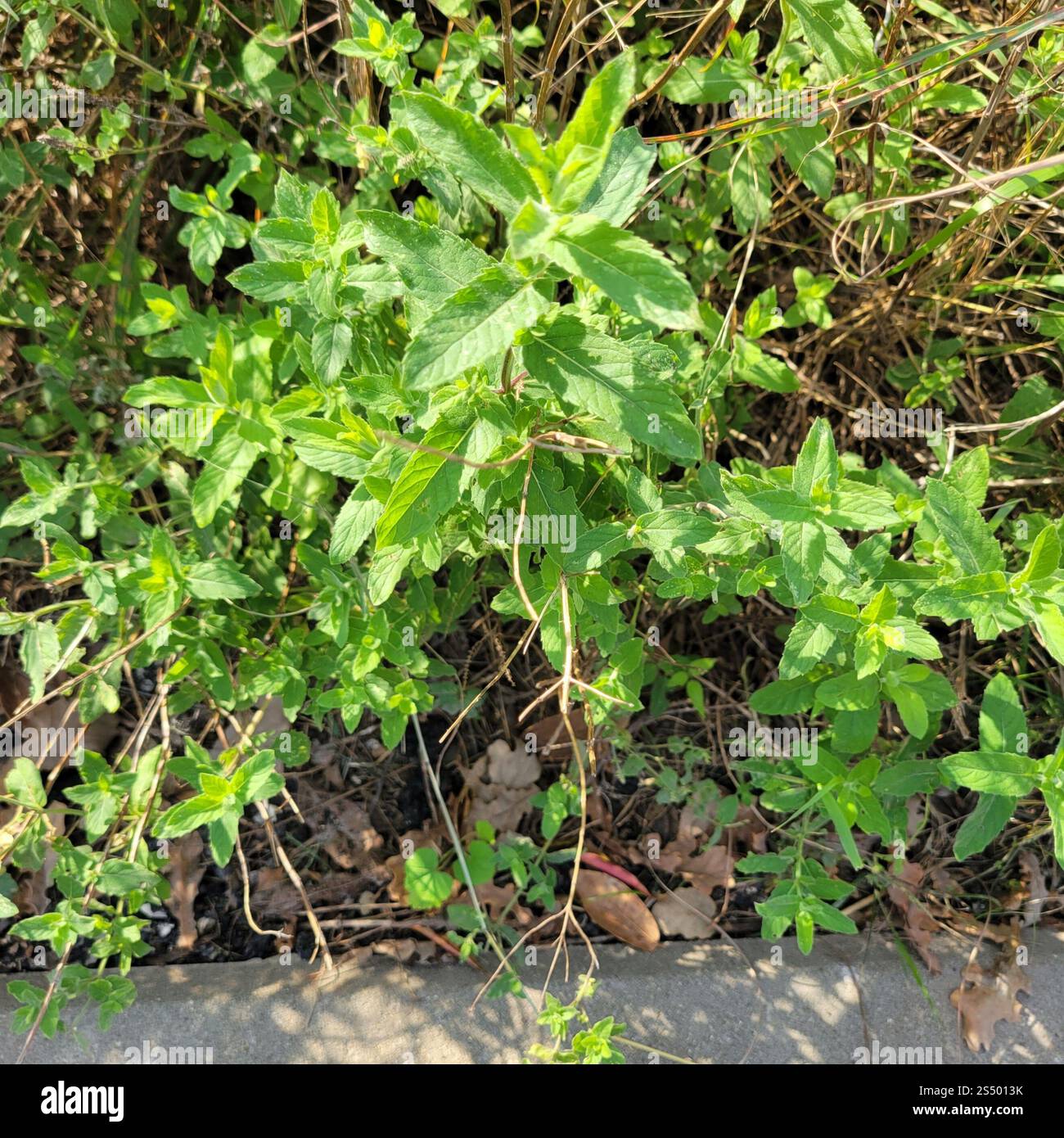 Horse Mint (Mentha longifolia Stock Photo - Alamy