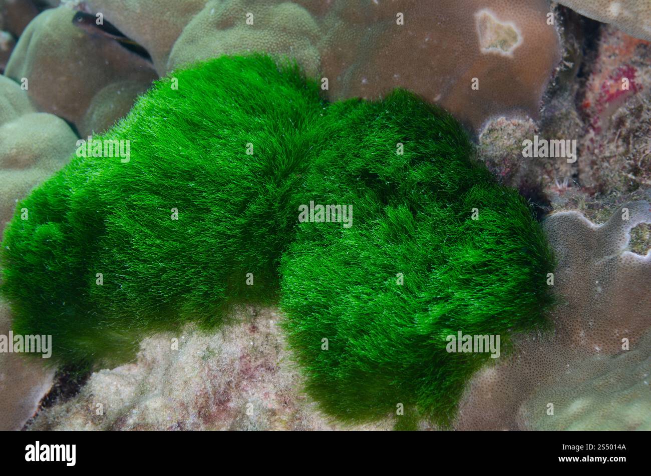 Briareum sp cnidaria hi-res stock photography and images - Alamy