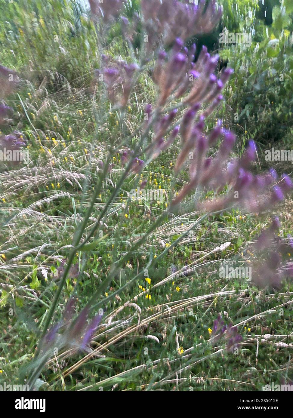 purpletop vervain (Verbena incompta Stock Photo - Alamy