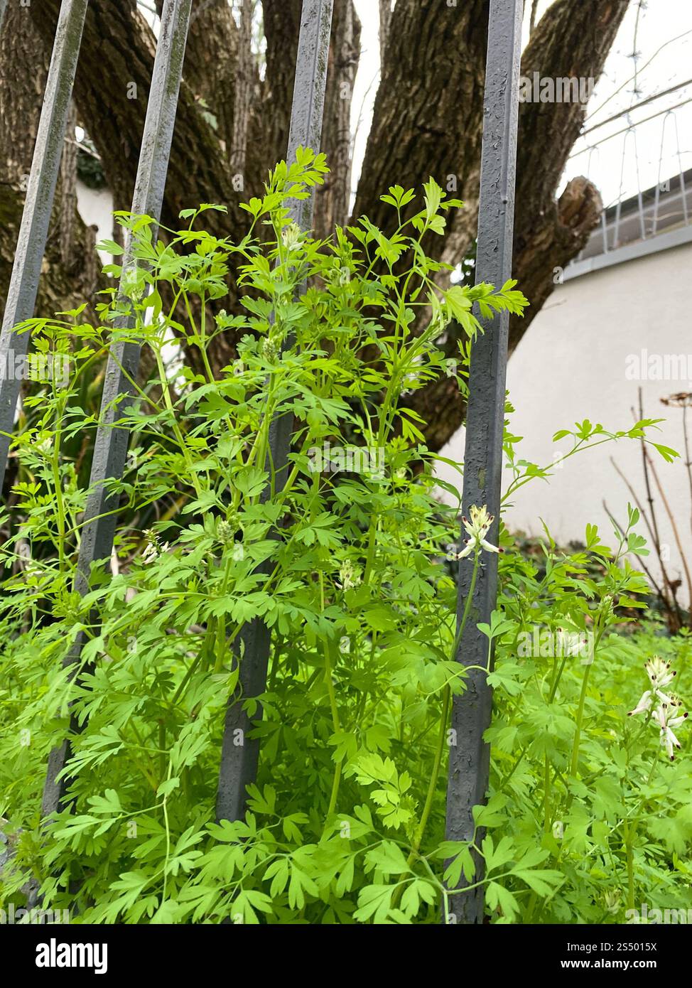 white ramping-fumitory (Fumaria capreolata Stock Photo - Alamy
