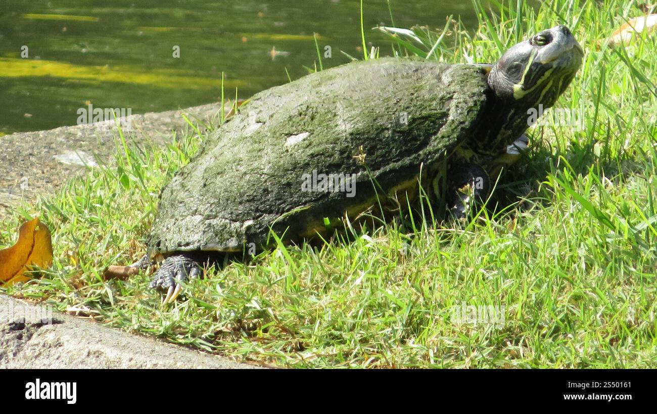 Red-eared Slider (Trachemys scripta elegans Stock Photo - Alamy