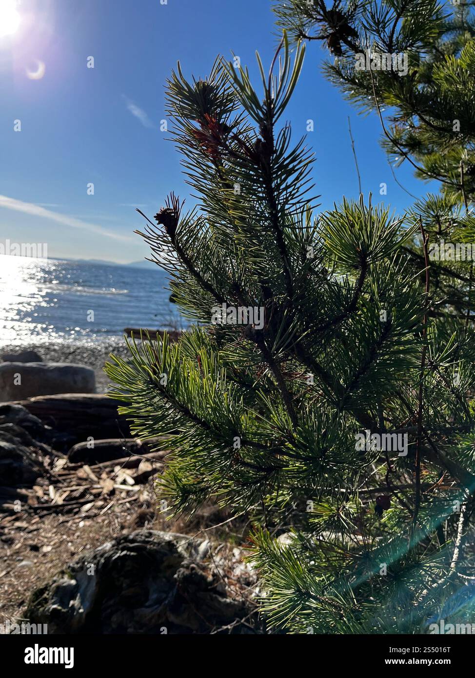 Shore Pine (Pinus contorta contorta Stock Photo - Alamy
