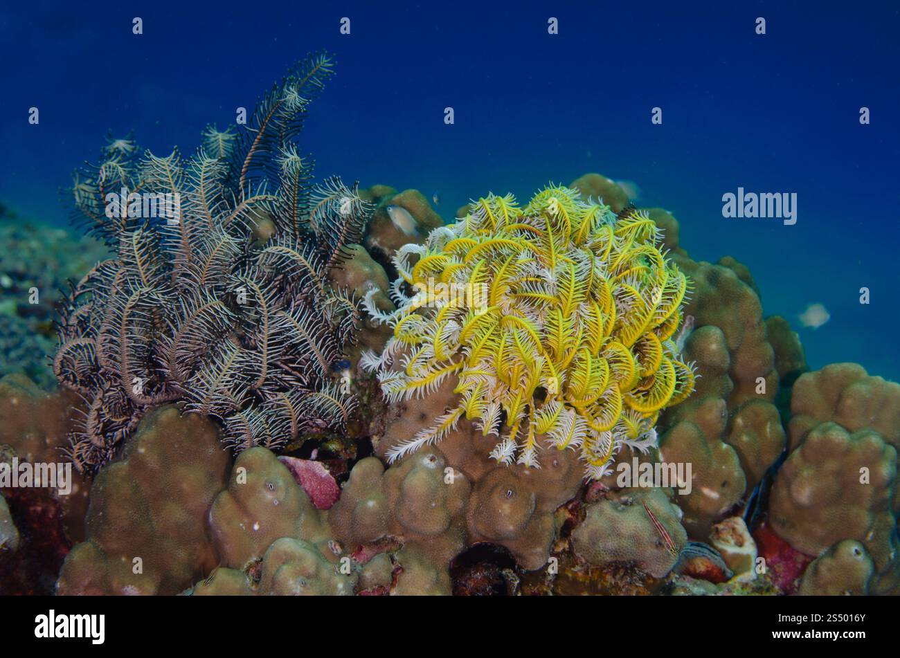 Bennett's feather star, Anneissia bennetti, Comatulidae, Racha Yoi ...