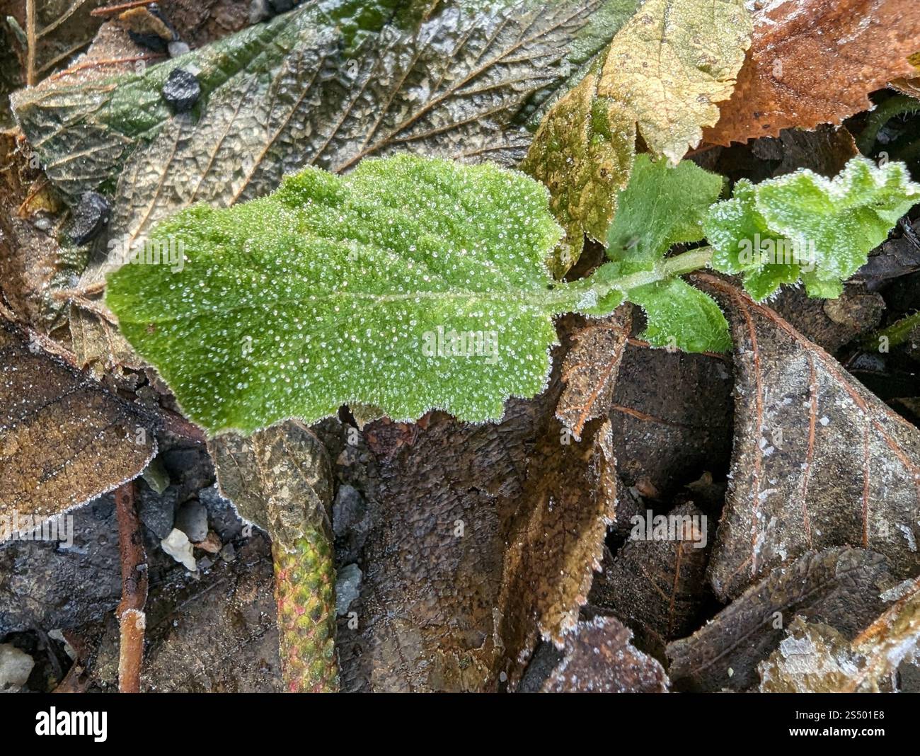 nipplewort (Lapsana communis Stock Photo - Alamy