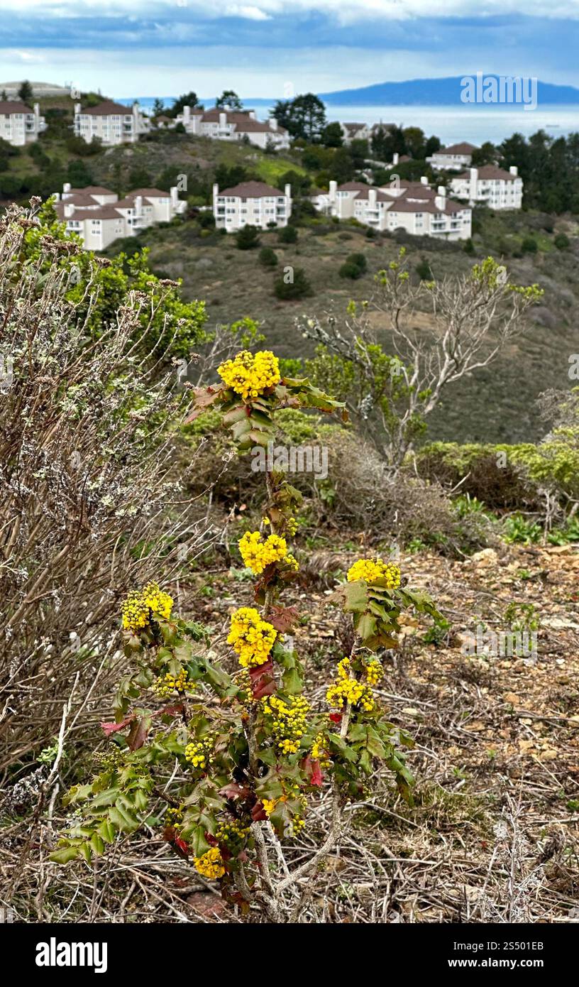 California barberry (Berberis pinnata Stock Photo - Alamy