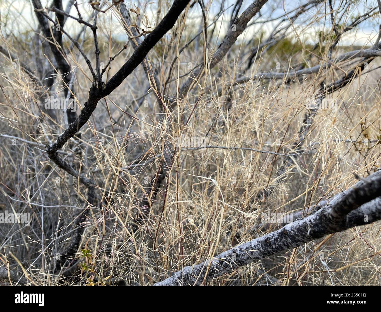 Bush Muhly (Muhlenbergia porteri Stock Photo - Alamy