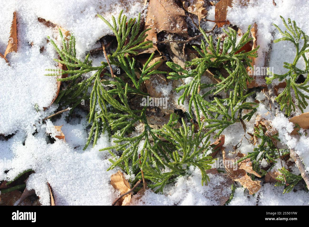 fan clubmoss (Diphasiastrum digitatum Stock Photo - Alamy