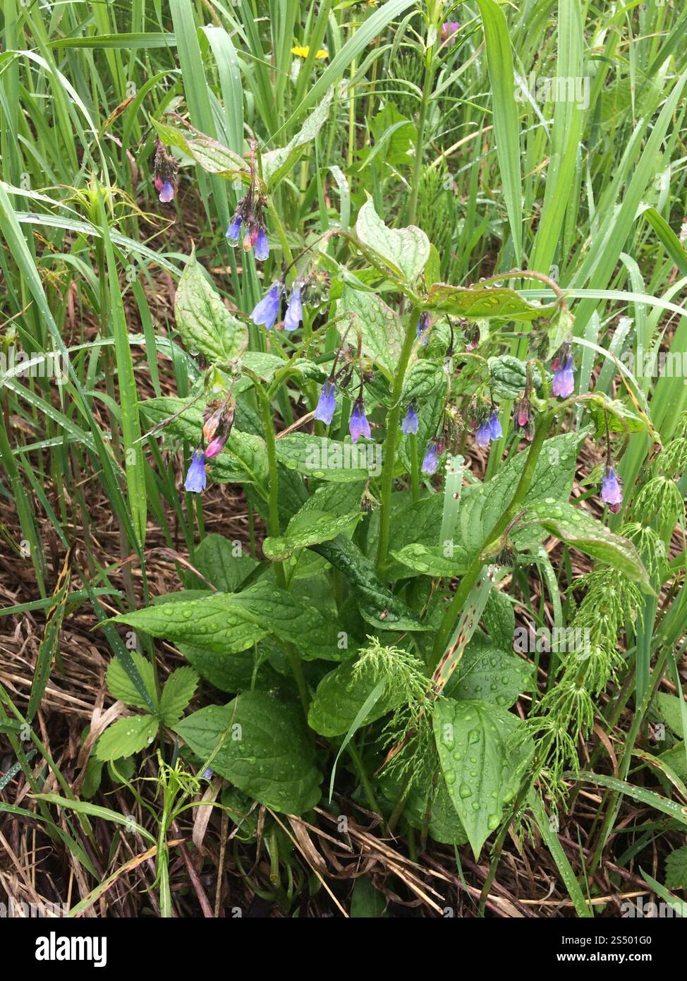 Tall Bluebell (Mertensia paniculata Stock Photo - Alamy