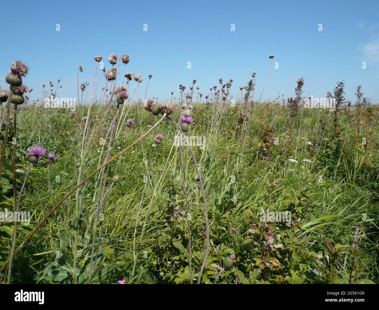 Queen Anne's thistle (Cirsium canum Stock Photo - Alamy