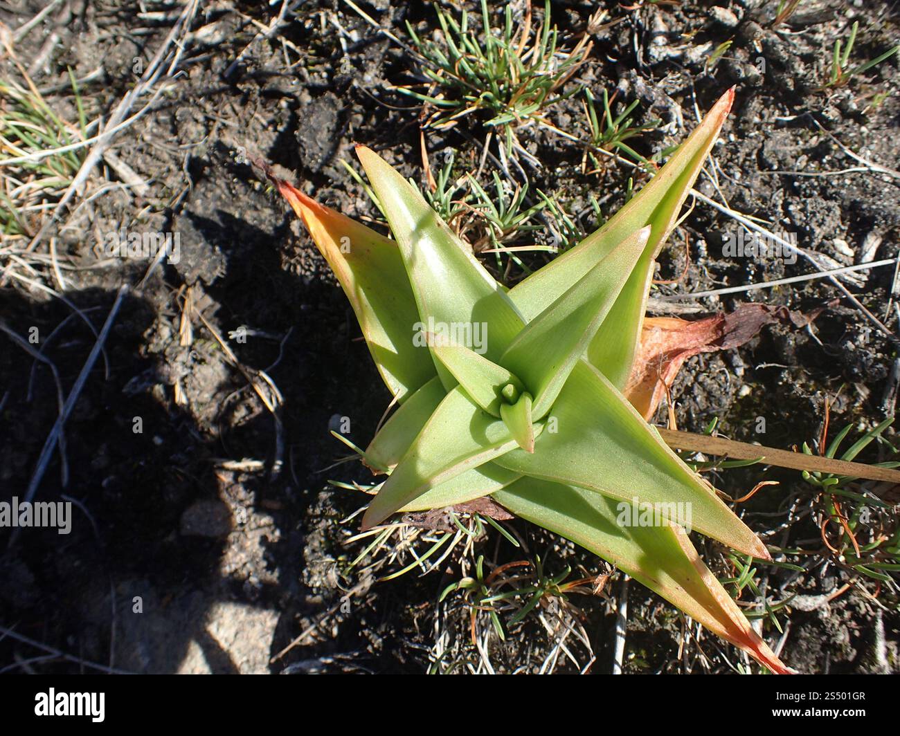 Broad-leaved Bulbine (Bulbine latifolia latifolia Stock Photo - Alamy