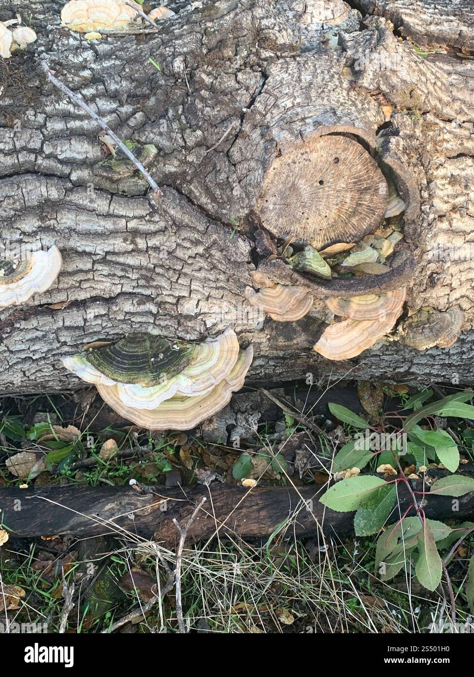 Gilled Polypore (Trametes betulina Stock Photo - Alamy