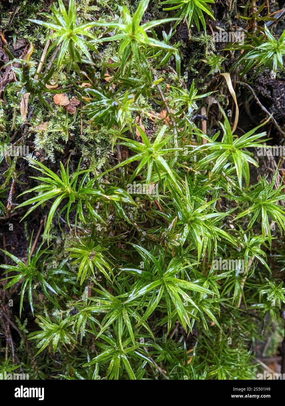 Alpine Haircap Moss (Polytrichastrum alpinum Stock Photo - Alamy