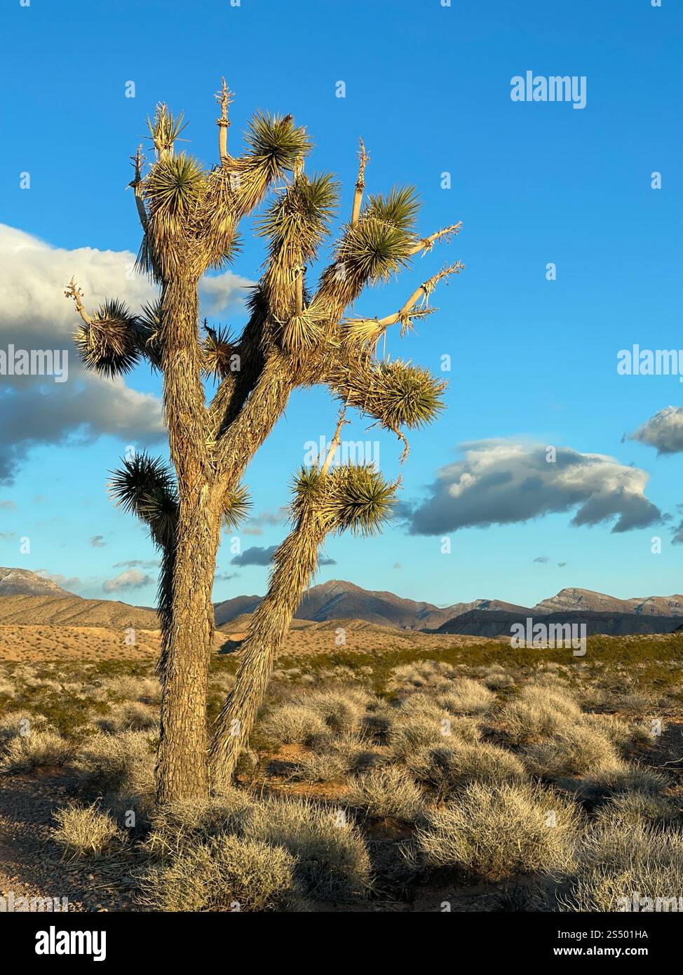 Eastern Joshua tree (Yucca jaegeriana Stock Photo - Alamy