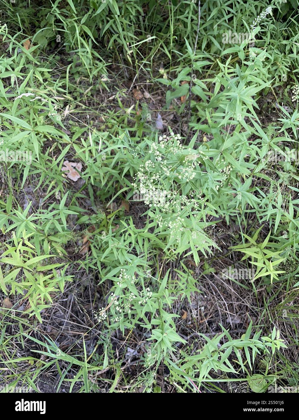 Northern Bedstraw (Galium boreale Stock Photo - Alamy