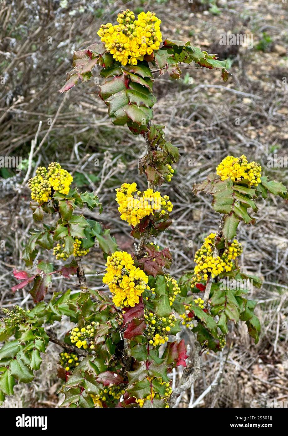 California barberry (Berberis pinnata Stock Photo - Alamy