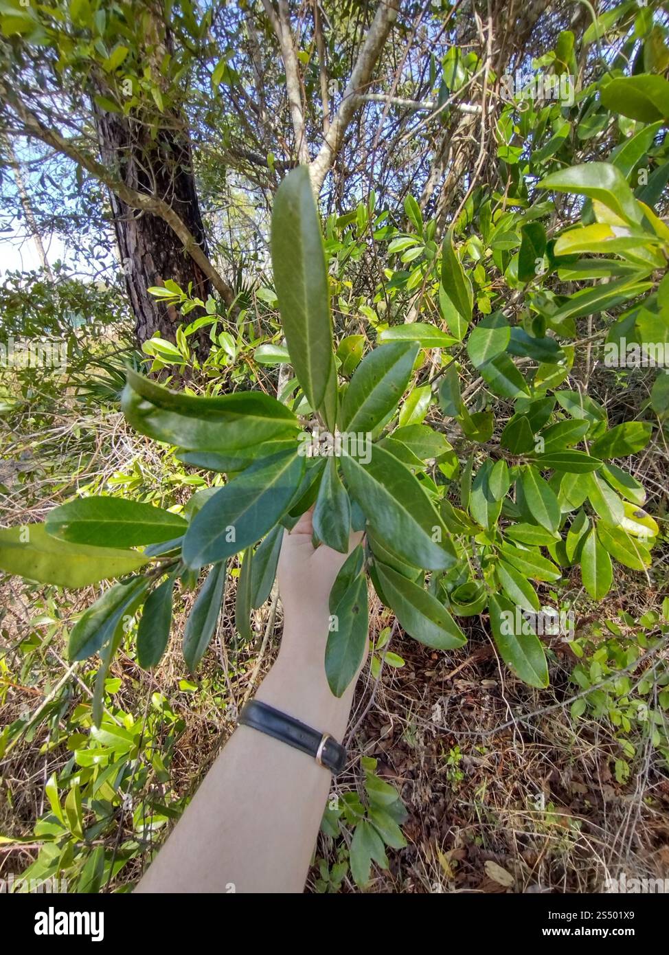 wild olive (Cartrema Stock Photo - Alamy