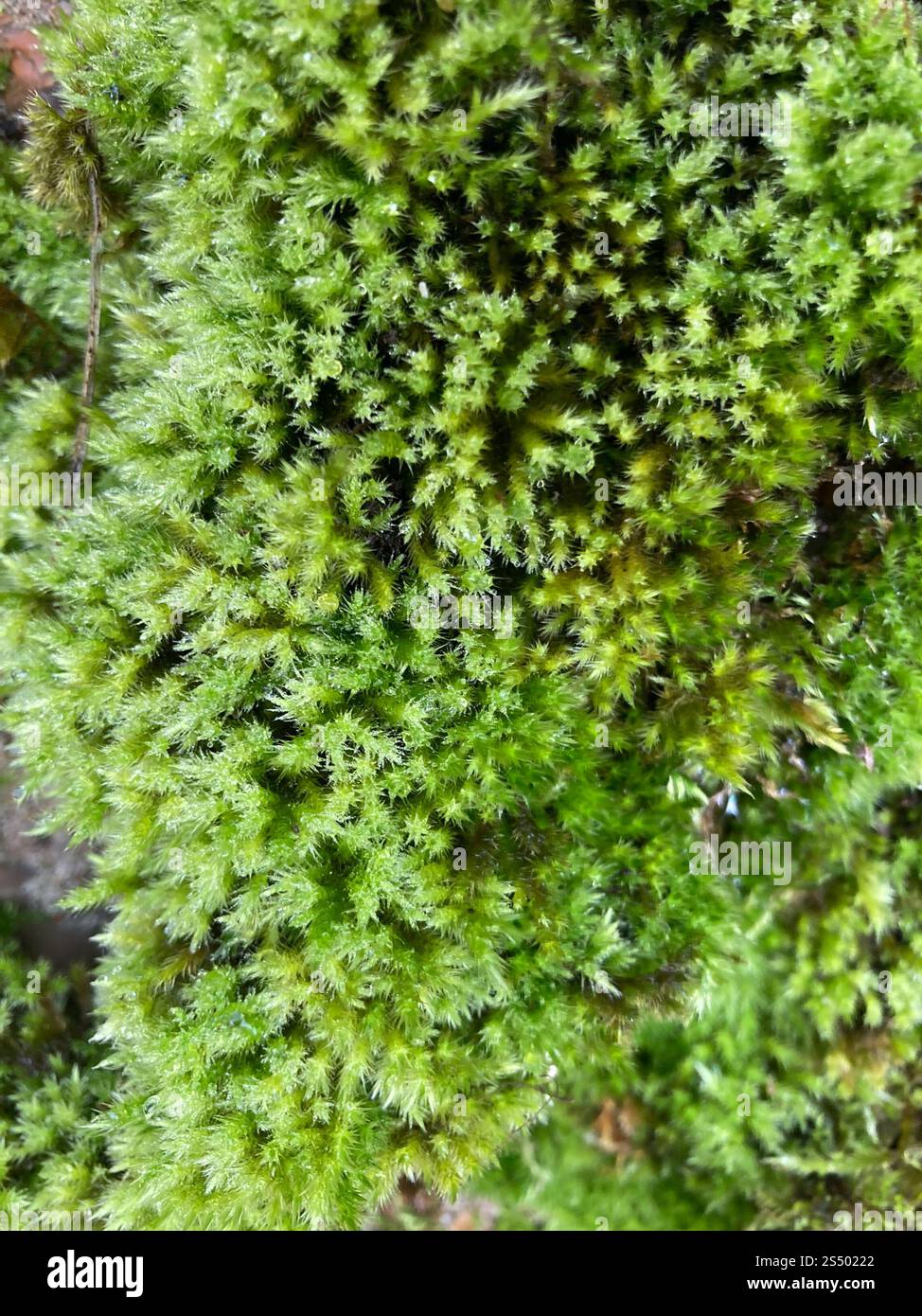 Silky Wall Feather-moss (Homalothecium sericeum Stock Photo - Alamy