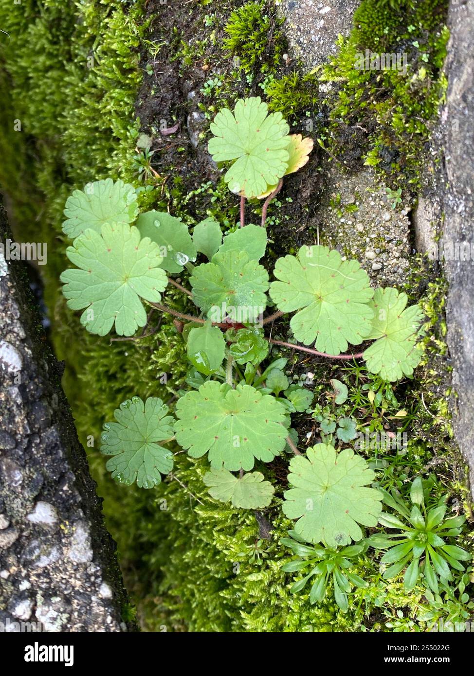 Round-leaved Crane's-bill (Geranium rotundifolium Stock Photo - Alamy