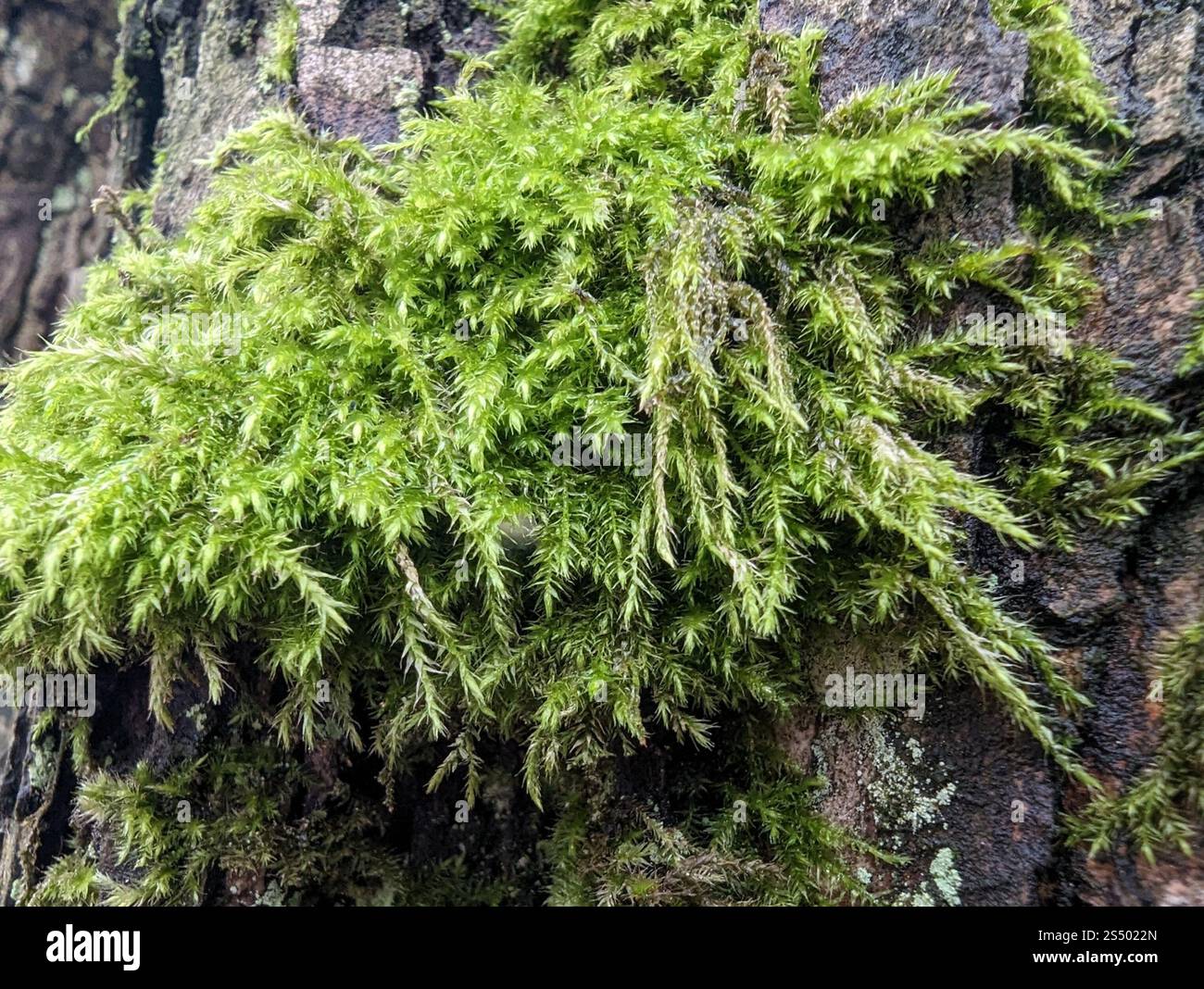 Cat's Tail Moss (Pseudisothecium stoloniferum Stock Photo - Alamy