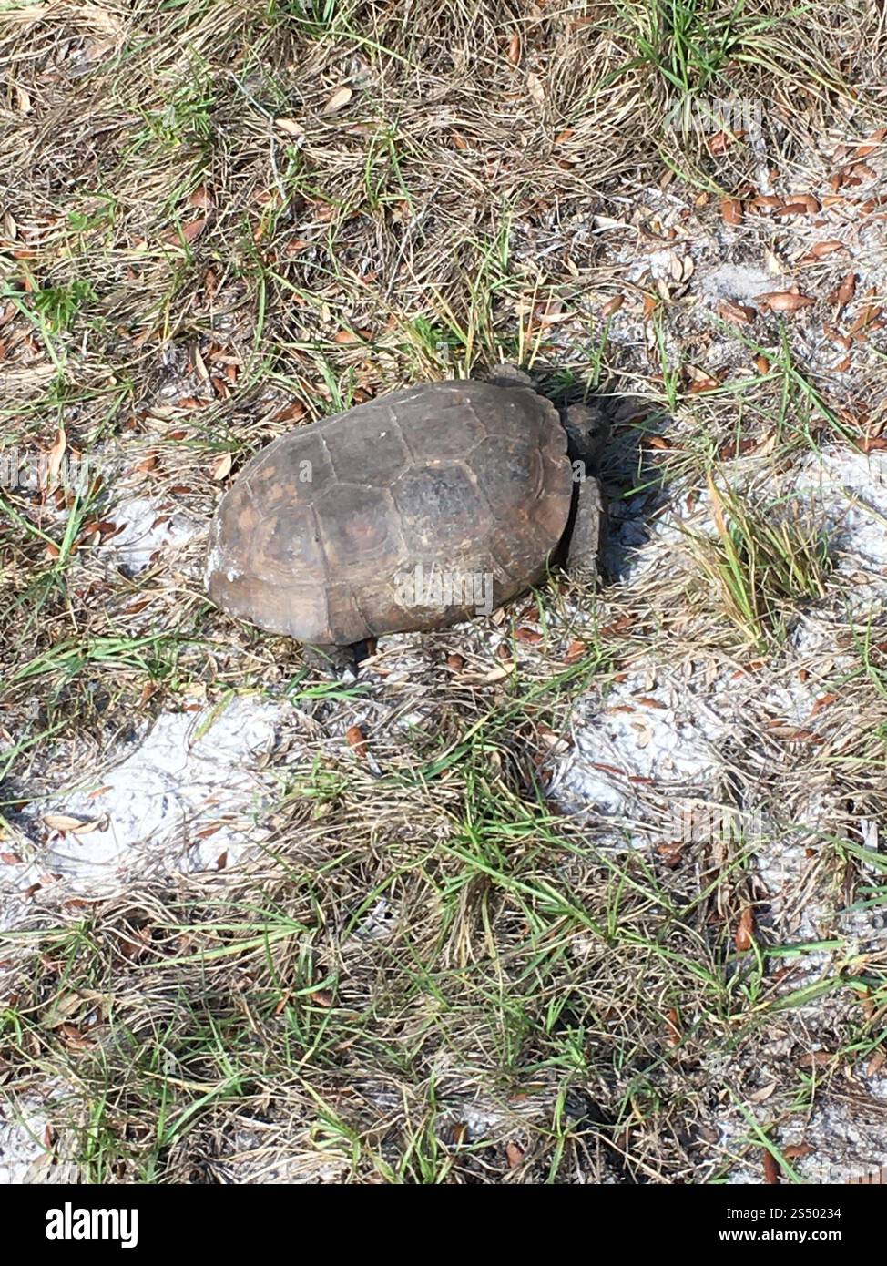 Gopher Tortoise (Gopherus polyphemus Stock Photo - Alamy
