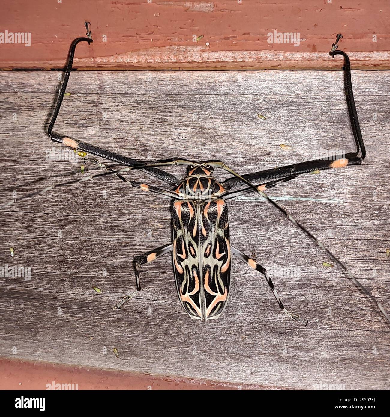 Harlequin Beetle (Acrocinus longimanus Stock Photo - Alamy