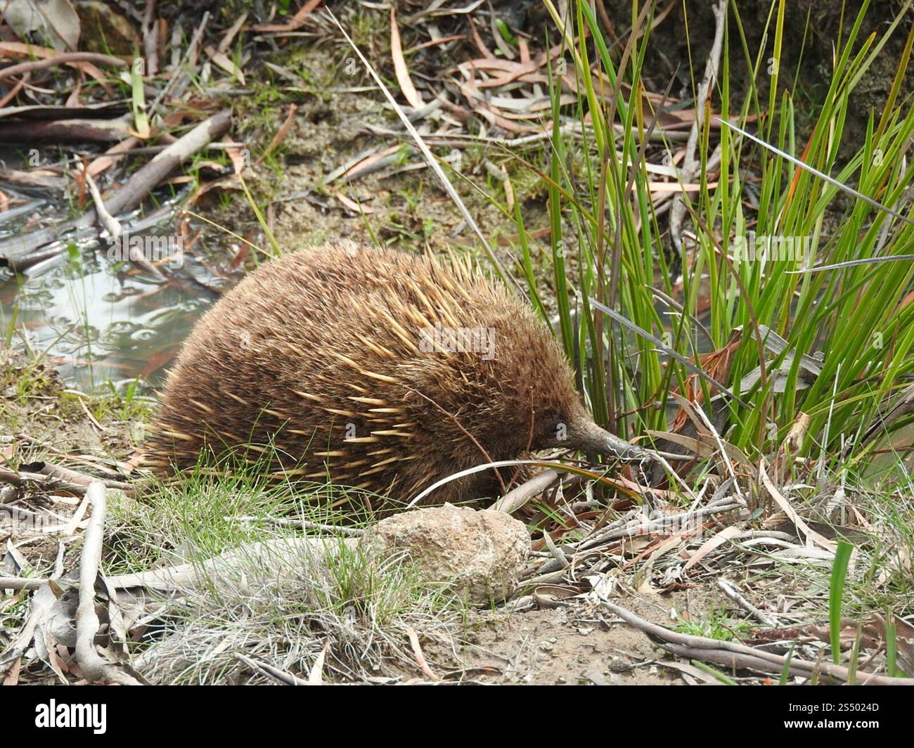 Tasmanian Echidna (Tachyglossus aculeatus setosus Stock Photo - Alamy