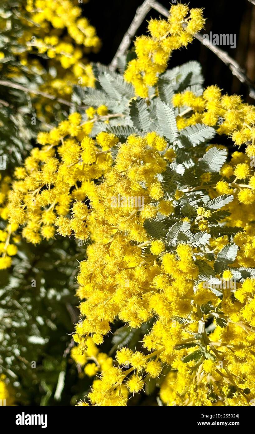 Cootamundra wattle (Acacia baileyana Stock Photo - Alamy