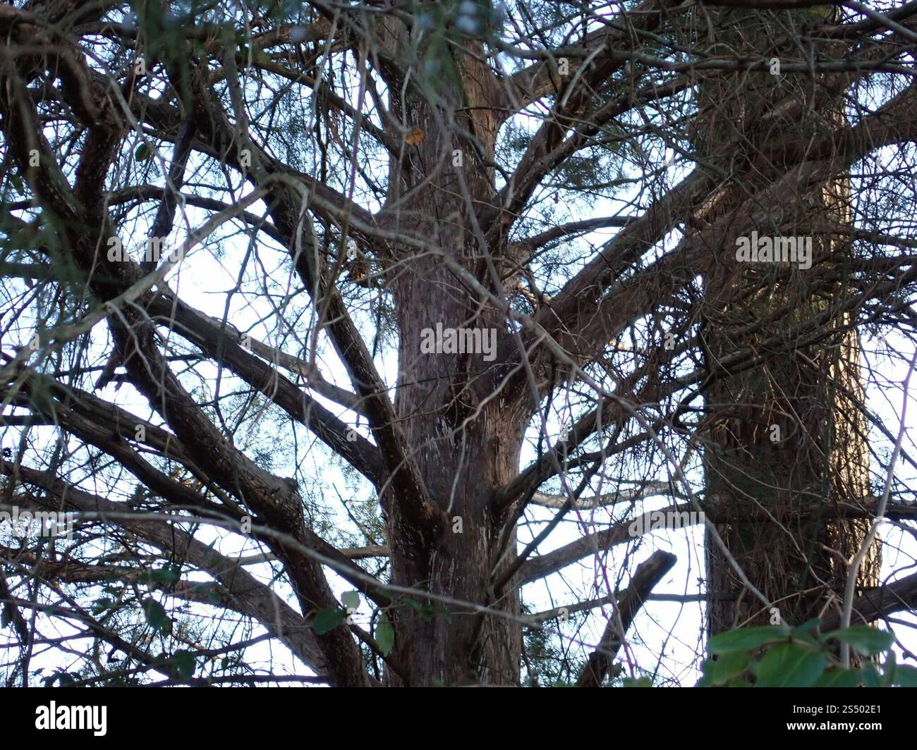 eastern redcedar (Juniperus virginiana Stock Photo - Alamy