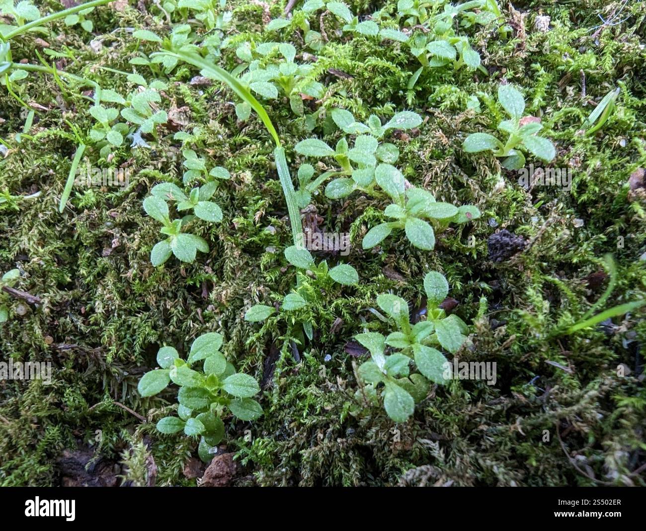 Common mouse-ear chickweed (Cerastium fontanum Stock Photo - Alamy