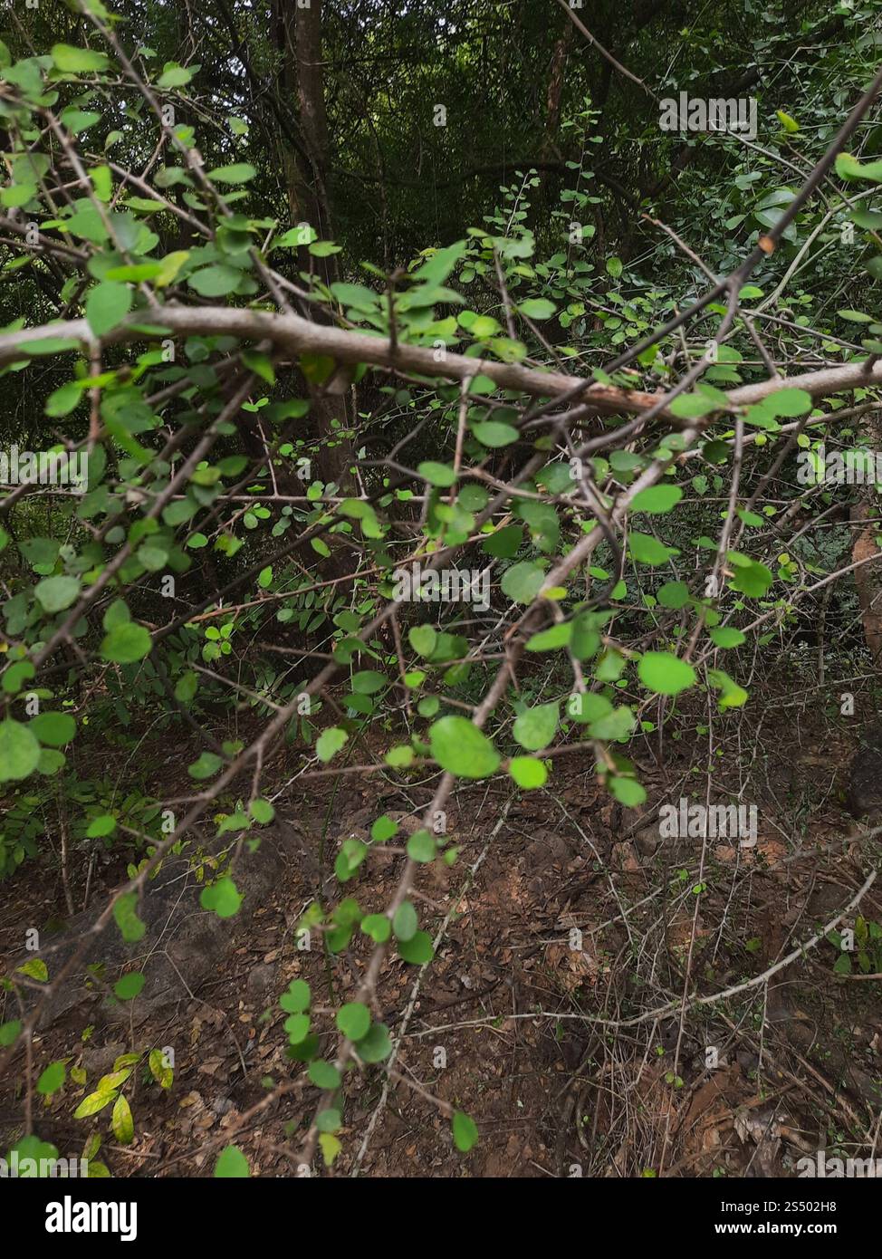Indian snowberry hi-res stock photography and images - Alamy