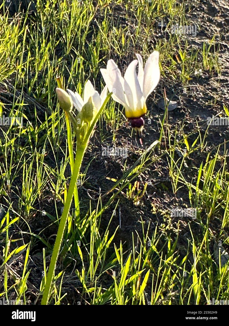 Padre's Shooting Star (Primula clevelandii Stock Photo - Alamy