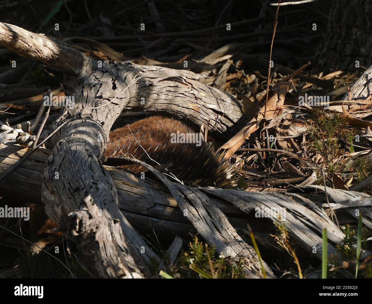 Tasmanian Echidna (Tachyglossus aculeatus setosus Stock Photo - Alamy