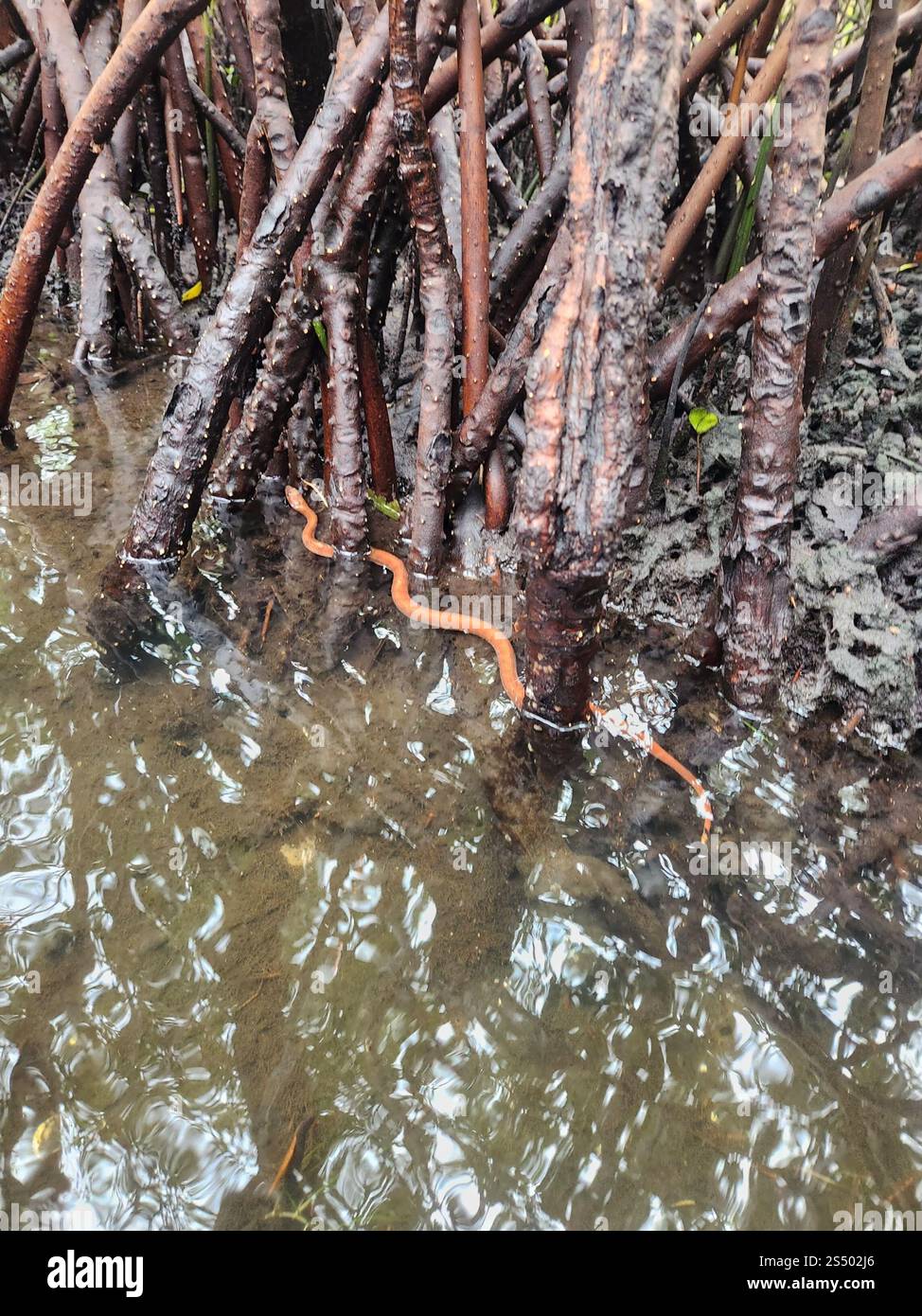 Mangrove Saltmarsh Snake (Nerodia clarkii compressicauda Stock Photo ...