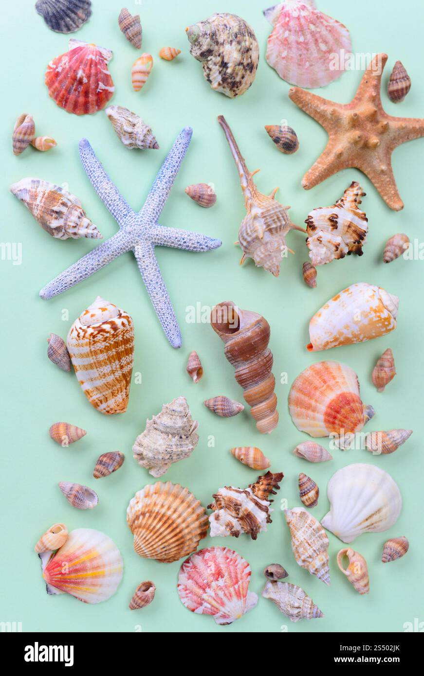 Variety unique beautiful seashells hi-res stock photography and images ...