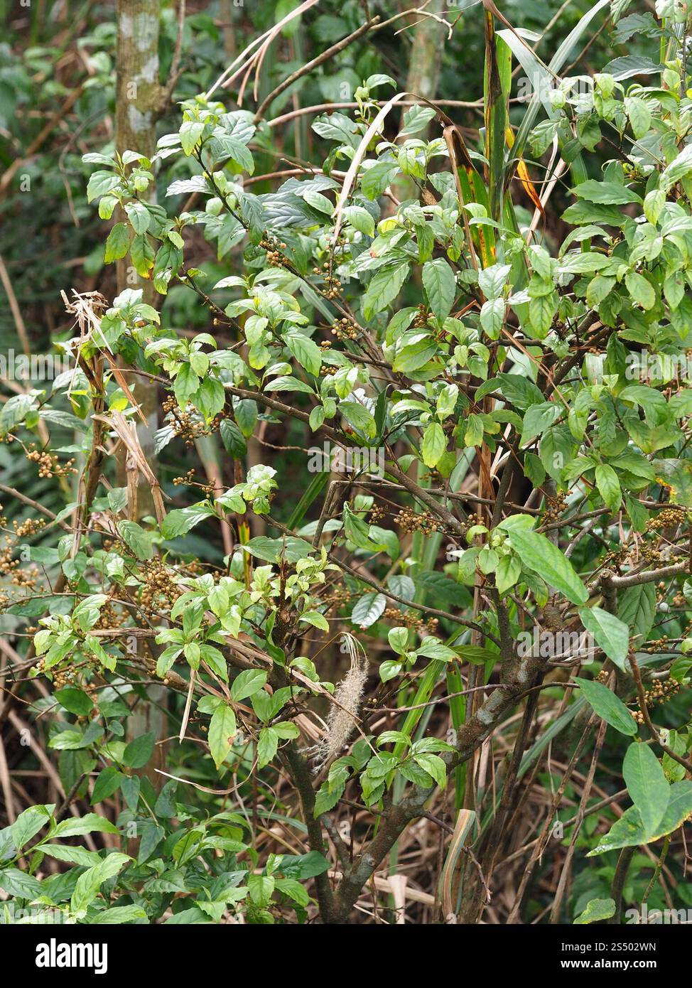 (Maesa perlaria formosana Stock Photo - Alamy
