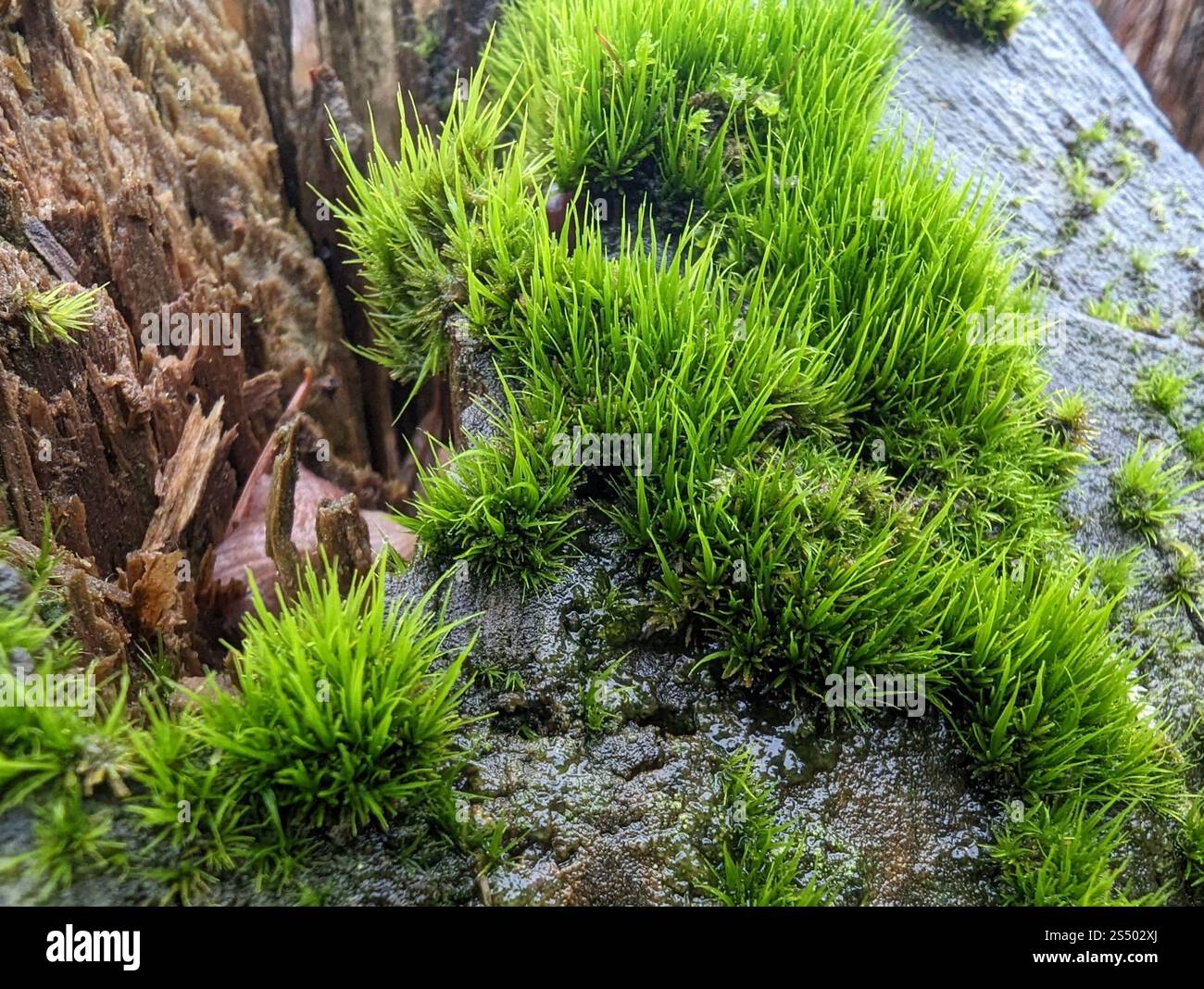 Fragile Fork-moss (Dicranum tauricum Stock Photo - Alamy