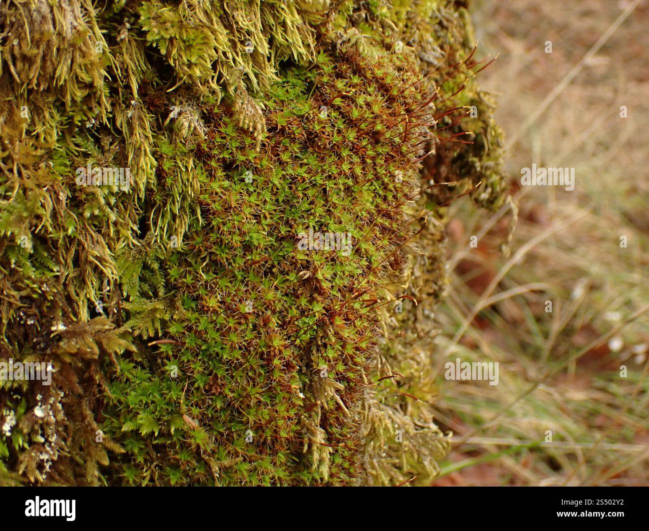 Brown Screw-moss (Syntrichia princeps Stock Photo - Alamy