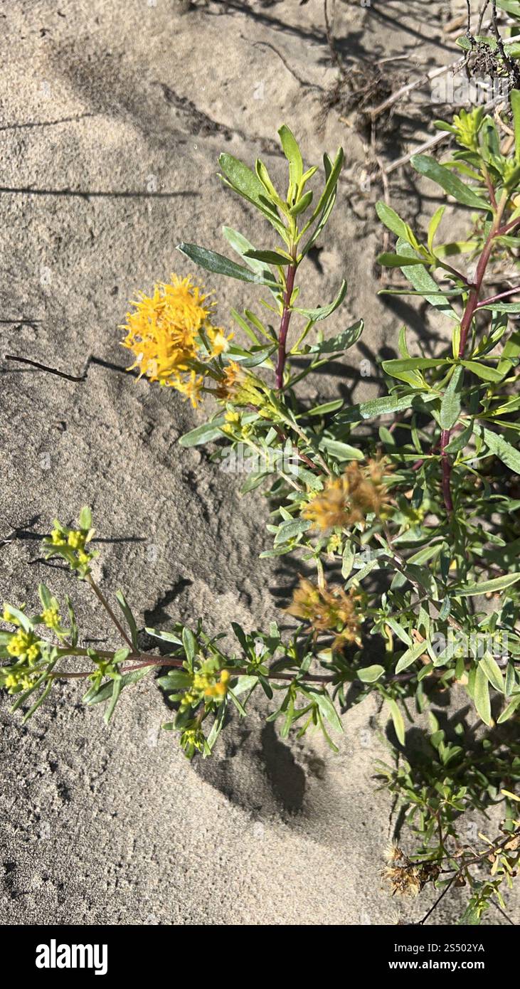 Coastal Goldenbush (Isocoma menziesii Stock Photo - Alamy