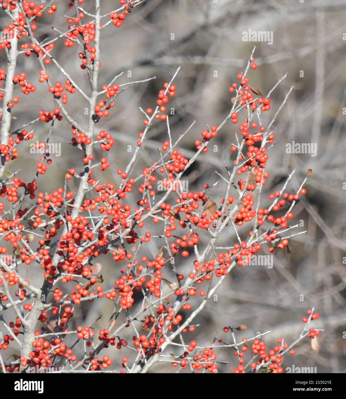 possumhaw (Ilex decidua Stock Photo - Alamy