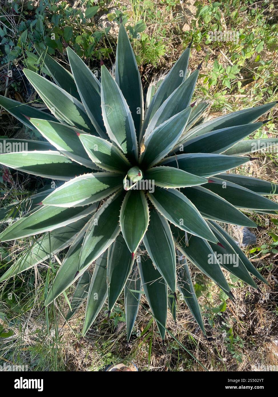 Caribbean Agave (Agave angustifolia Stock Photo - Alamy