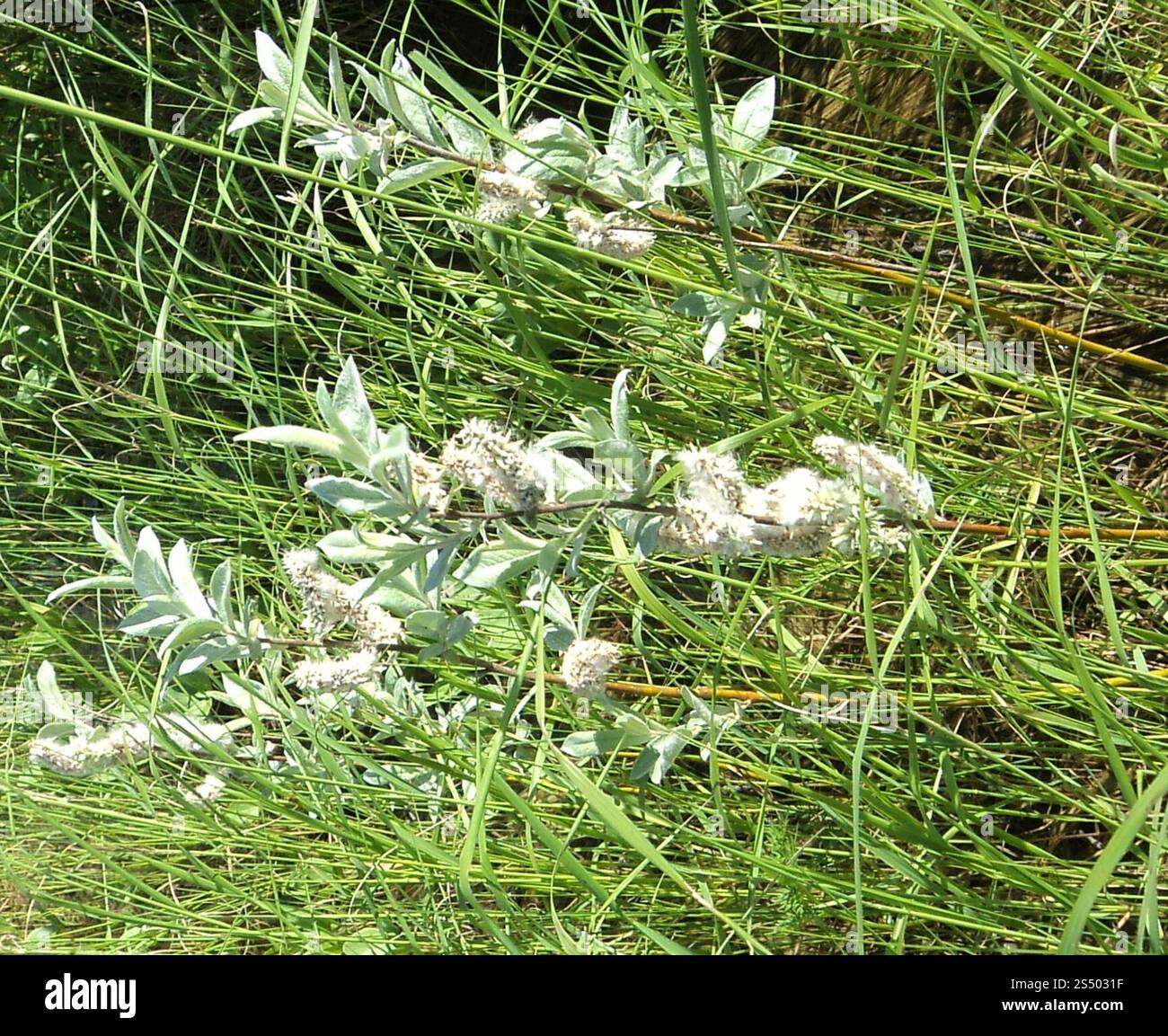 Downy Willow (Salix lapponum Stock Photo - Alamy