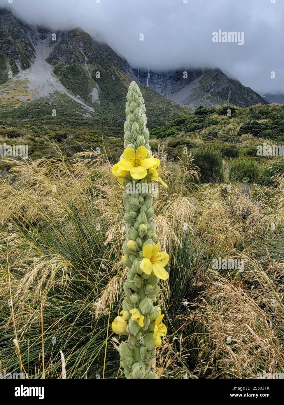 great mullein (Verbascum thapsus Stock Photo - Alamy