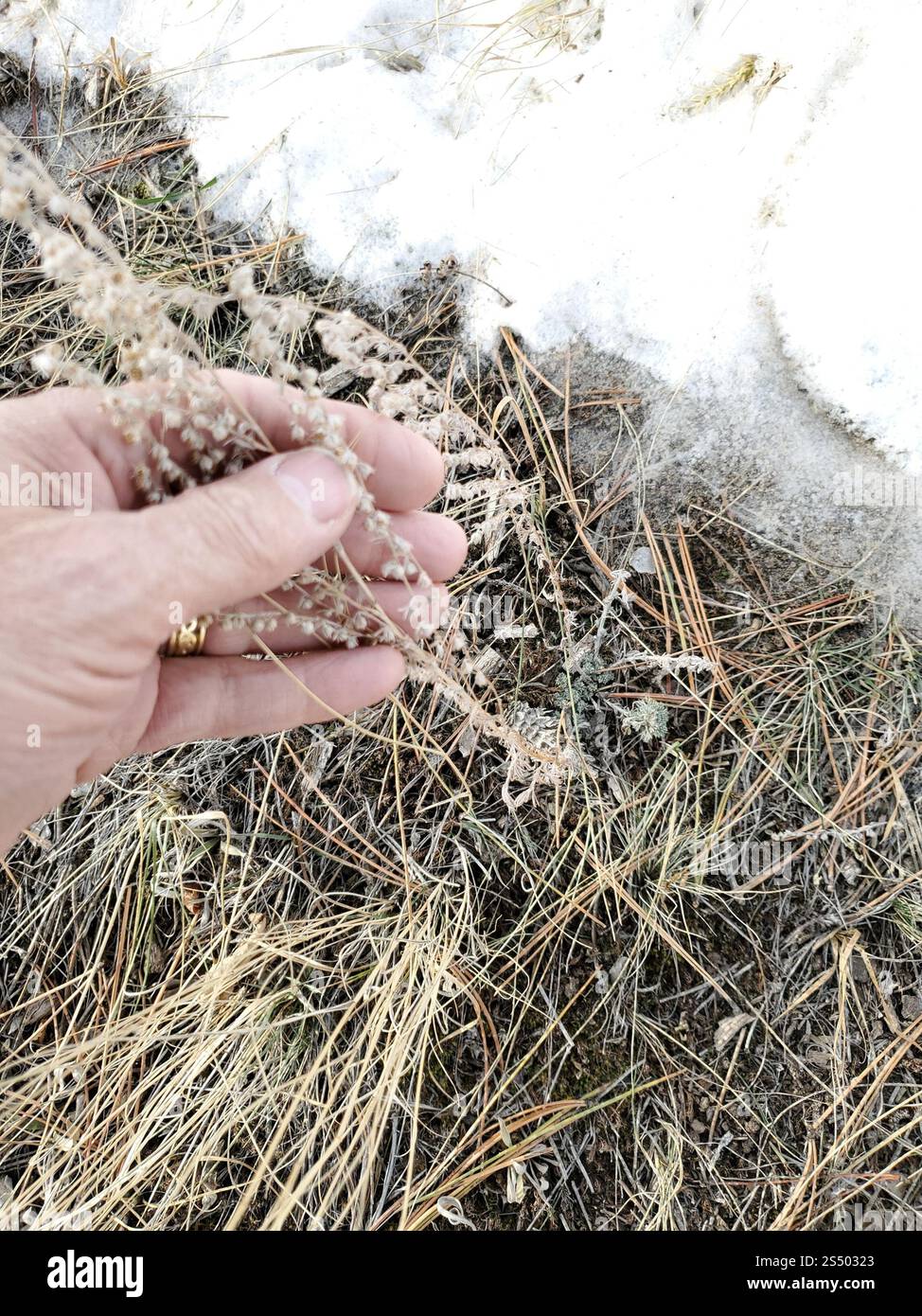 fringed sagebrush (Artemisia frigida Stock Photo - Alamy
