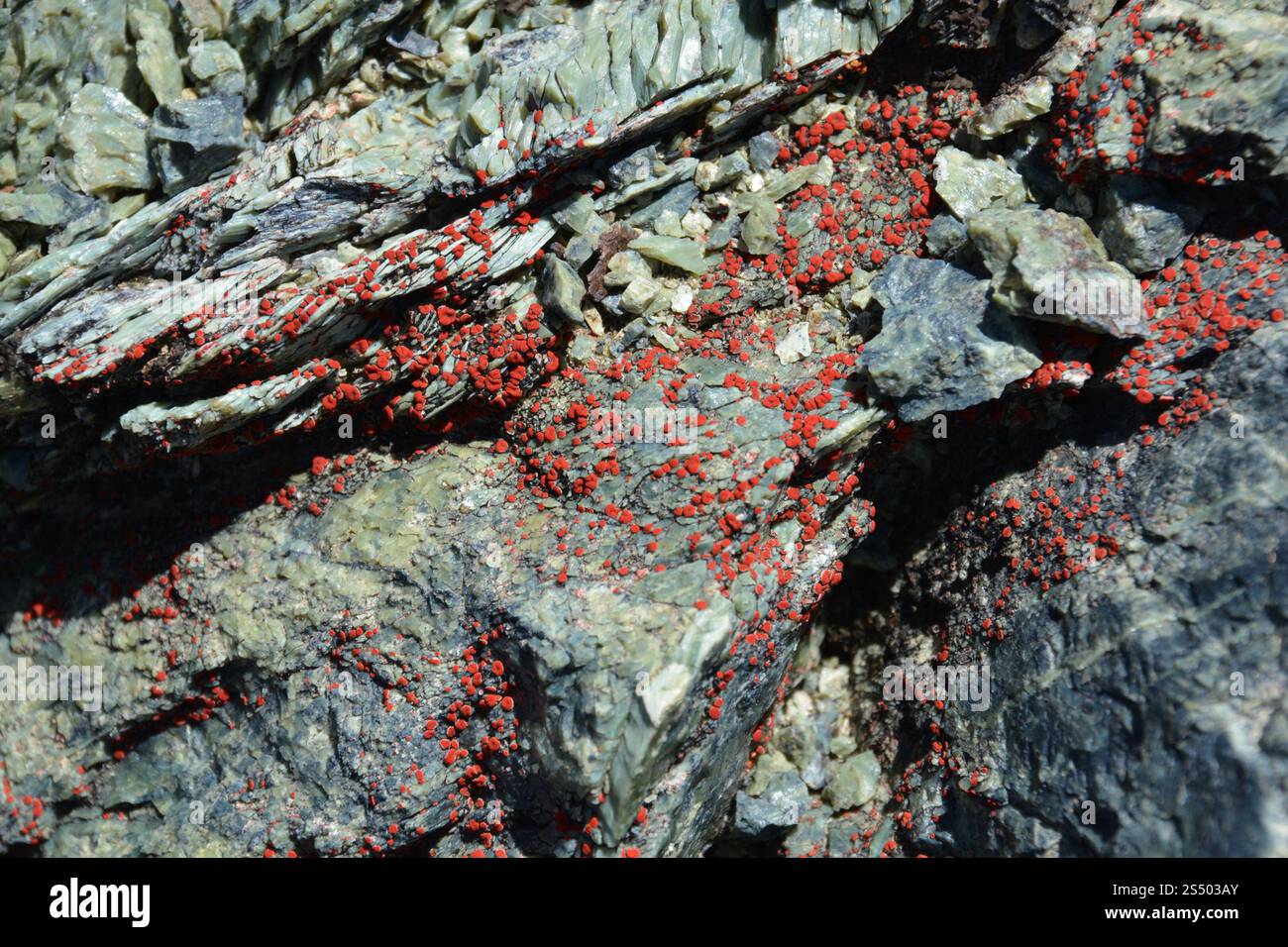Red Firedot Lichen (Polycauliona luteominia Stock Photo - Alamy