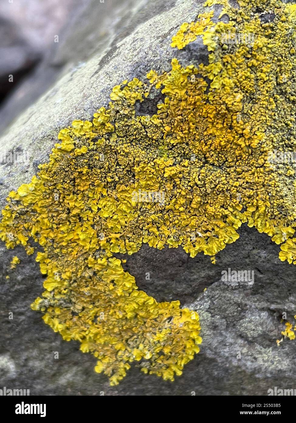 Xanthoria calcicola hi-res stock photography and images - Alamy