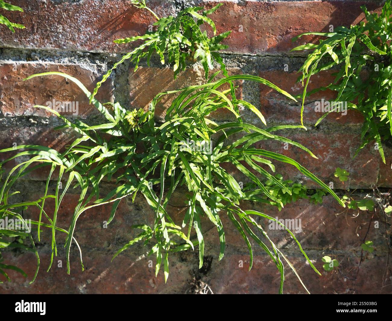 spider brake (Pteris multifida Stock Photo - Alamy