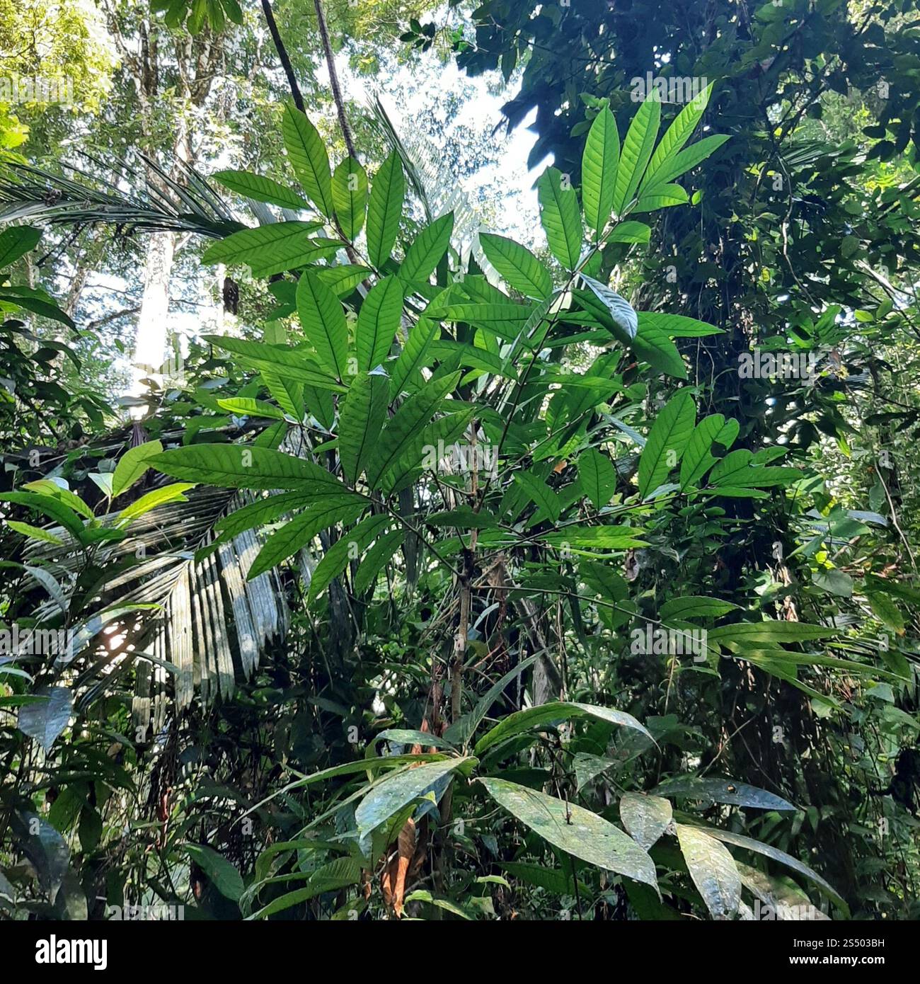 mahogany family (Meliaceae Stock Photo - Alamy