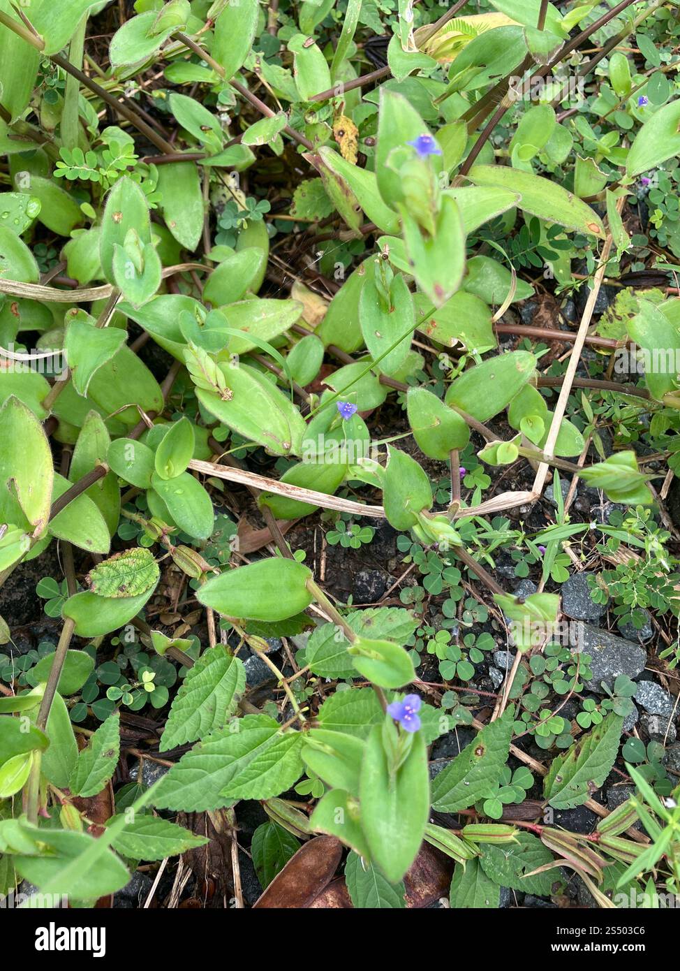 Blue Ears (Cyanotis Stock Photo - Alamy