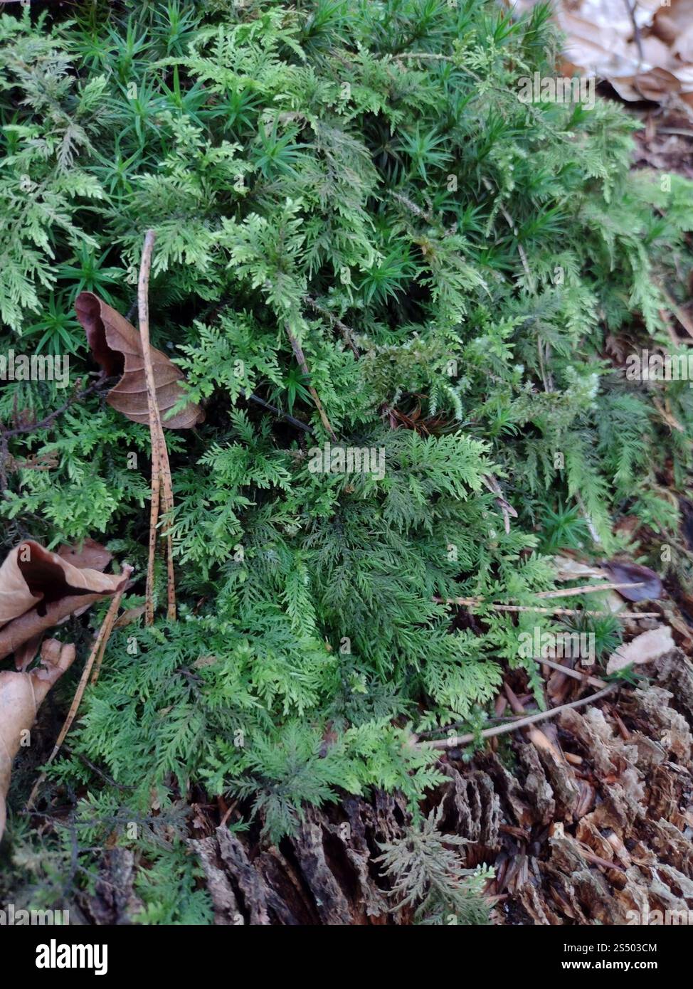 fern mosses (Thuidium Stock Photo - Alamy